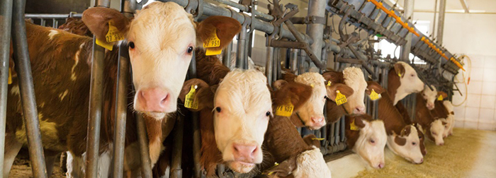 Infectious Bovine Rhinotracheitis | Zoetis UK