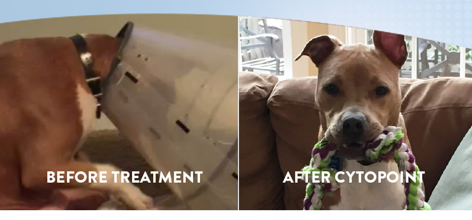 CYTOPOINT® − Case Studies: Roscoe | Zoetis UK